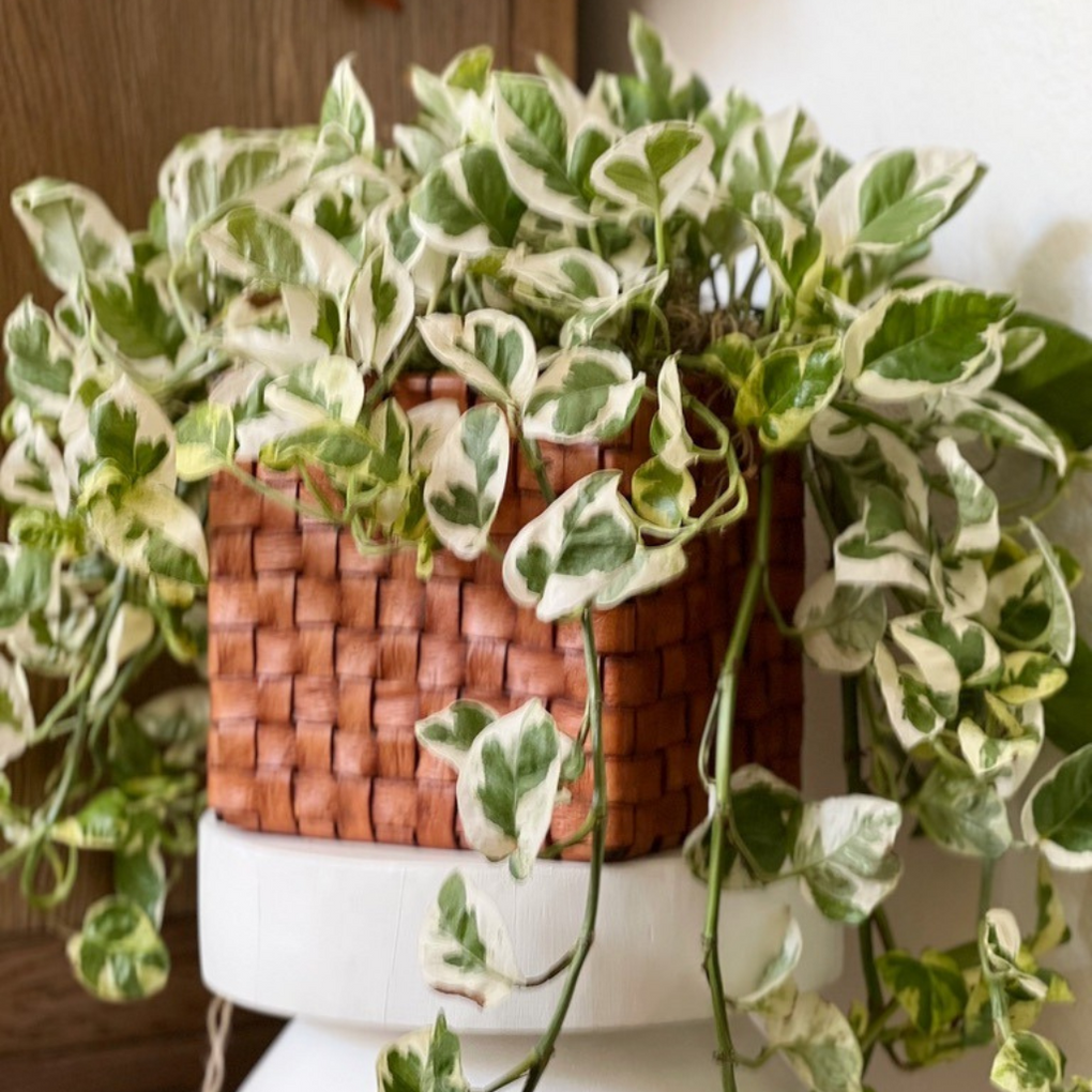 Baskets – Lonetree Santa Barbara